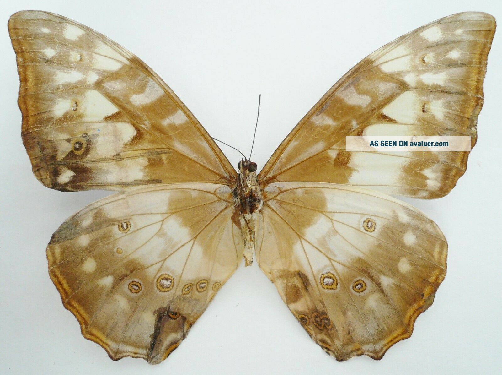 MORPHO CYPRIS CYPRIS FEMALE FORM CYANITES FROM COLOMBIA OLD SPECIMEN EX ...