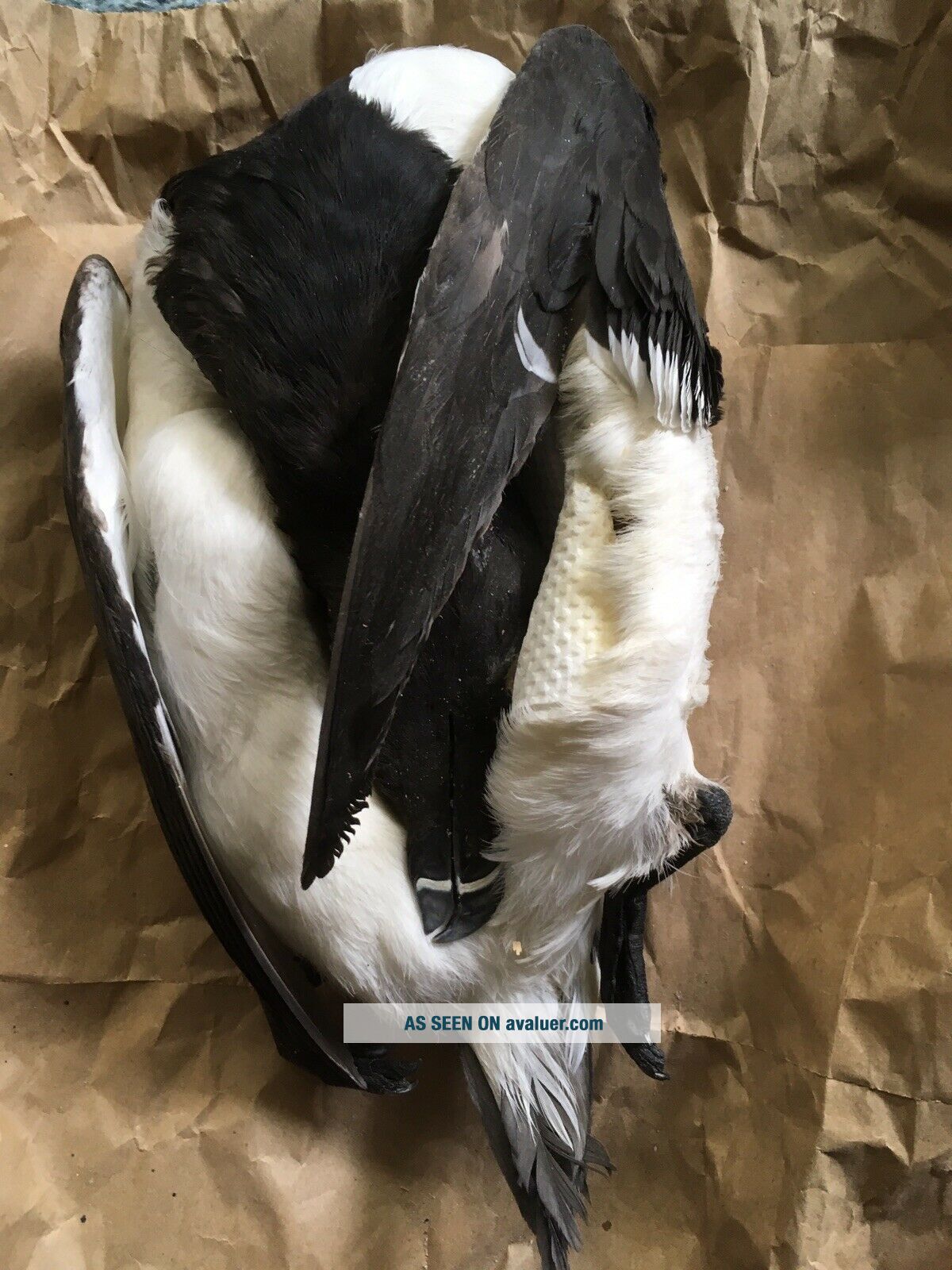 Taxidermy Razorbill Mountable Skin Duck Pheasant Quail Hunt Arctic Bird ...