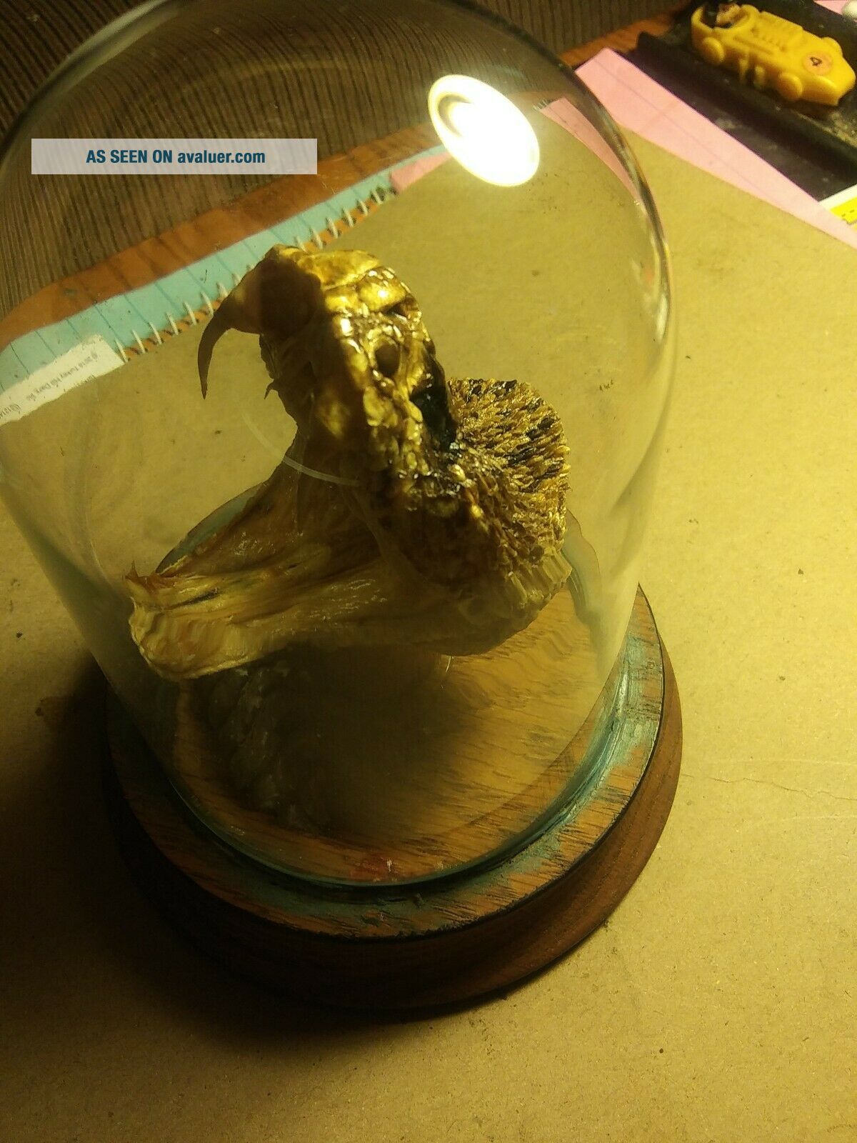 Real Stuffed Rattlesnake Head And Tail Under Dome Glass Taxidermy ...