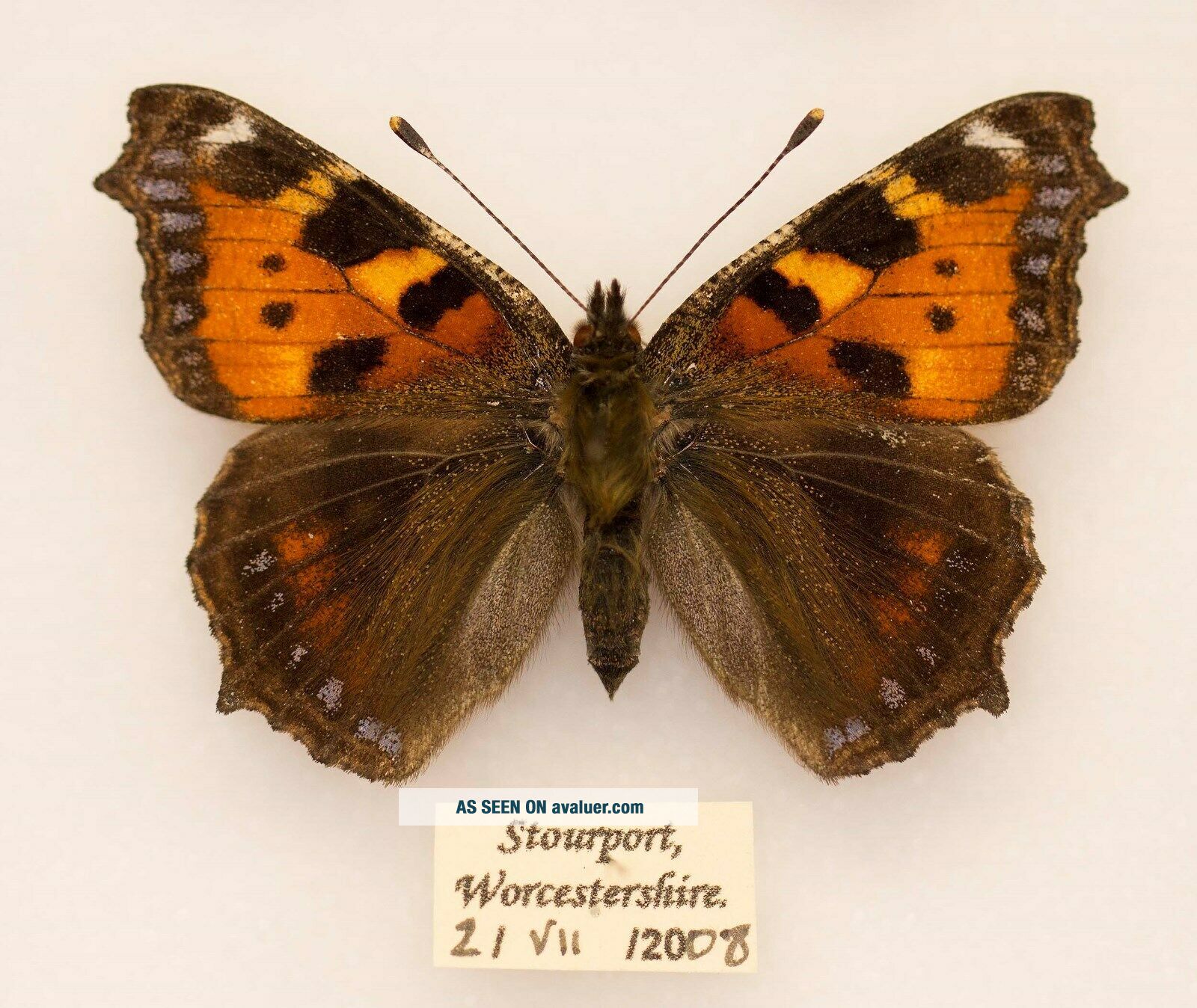 SMALL TORTOISESHELL - A ABERRATION - BRITISH BUTTERFLY | #1628614