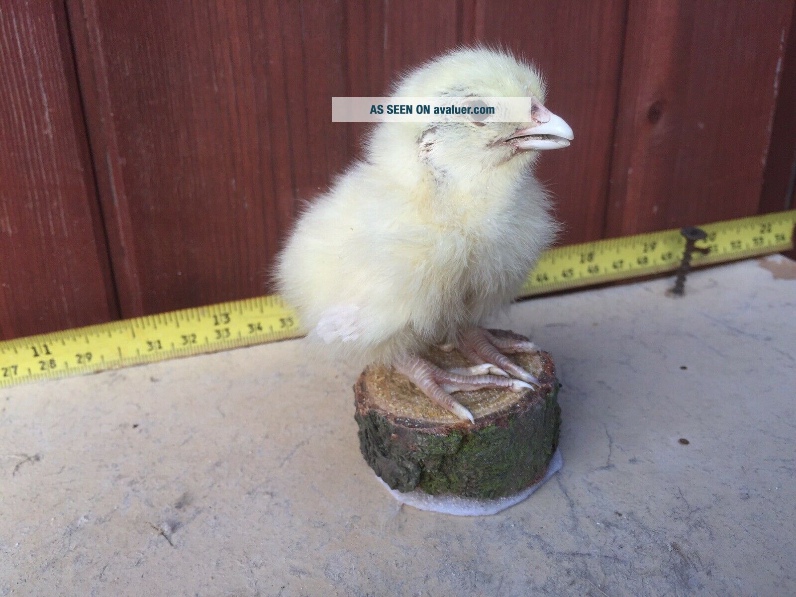 TAXIDERMY Chick. Latin Name Gallus Gallus Domesticus. Easter | #1997278