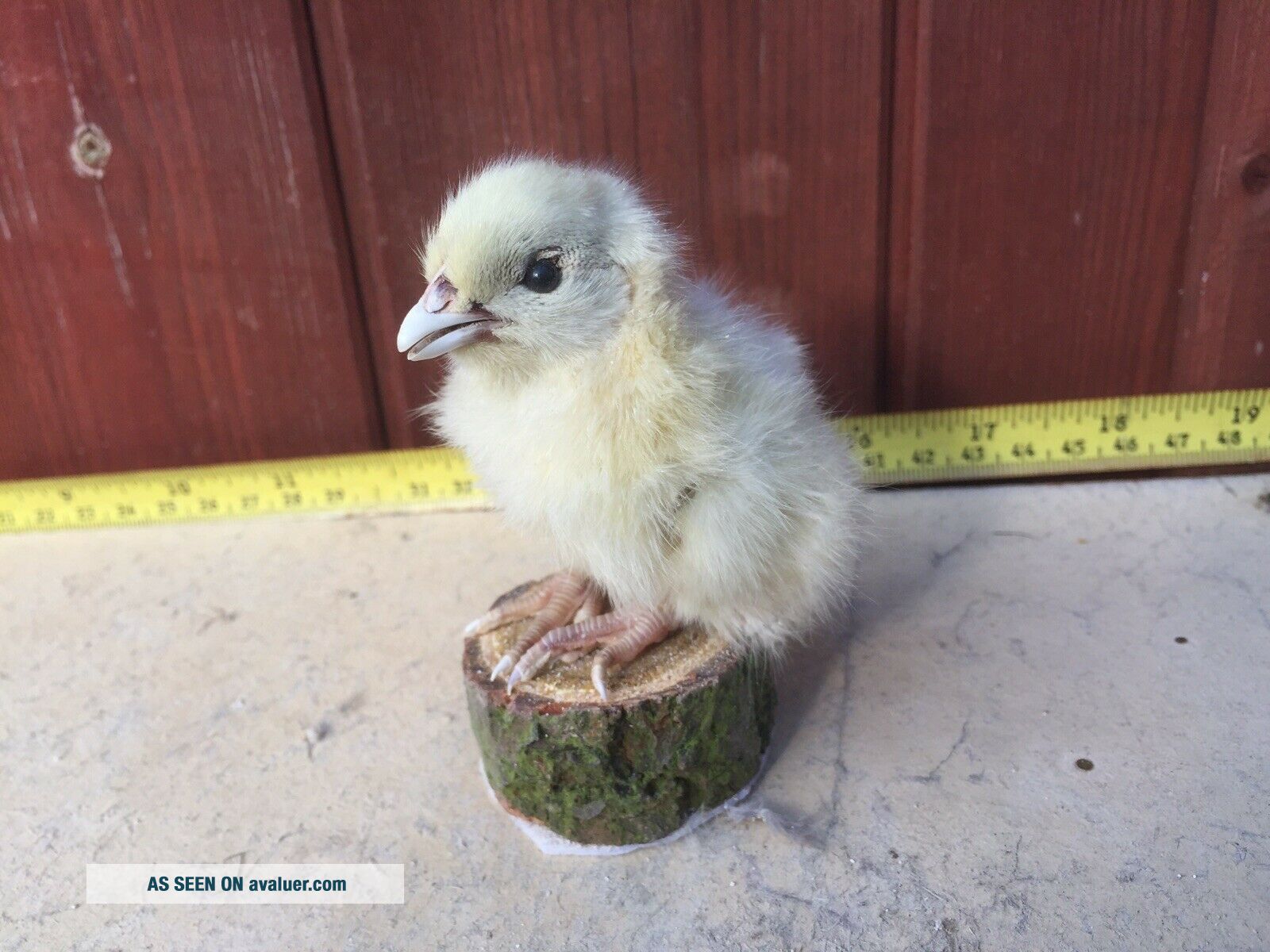 TAXIDERMY Chick. Latin Name Gallus Gallus Domesticus. Easter | #1997278