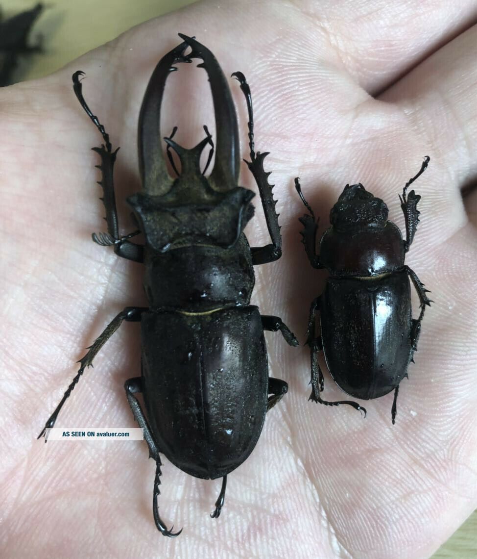 Lucanus Victorius A2 57mm28mm From Yingjiang Yunnan CHINA No. 4004 ...