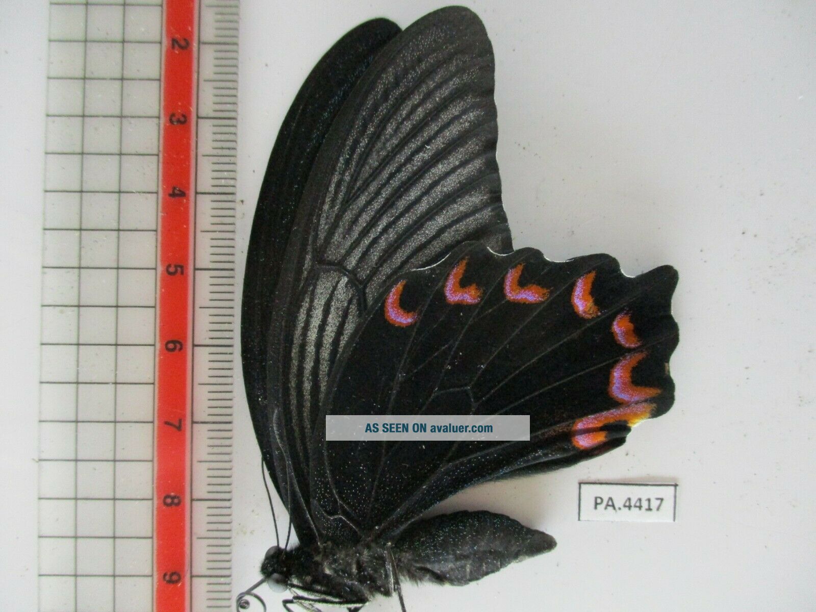 PA4417. Unmounted Butterflies: Papilio Dialis. Central Vietnam. | #2222875