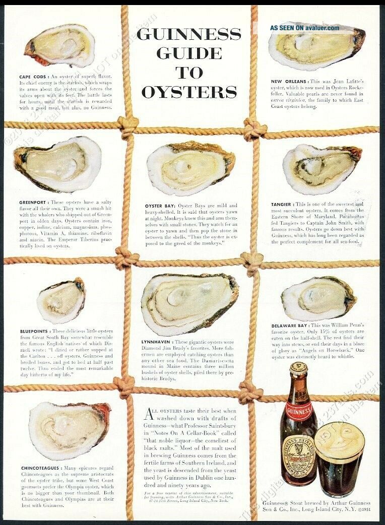 1951 Guinness Stout Beer Guide To Oysters Types Photos Vintage Print Ad ...