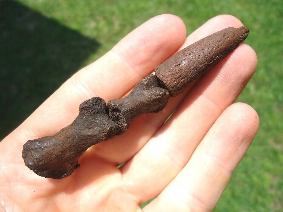 RARE ALLIGATOR SNAPPING TURTLE DIGIT WITH CLAW CORE FLORIDA FOSSILS ...
