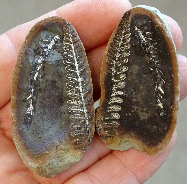 Estate Fresh DETAILED Fossilized MAZON CREEK Plant FERN LEAF Split Rock ...