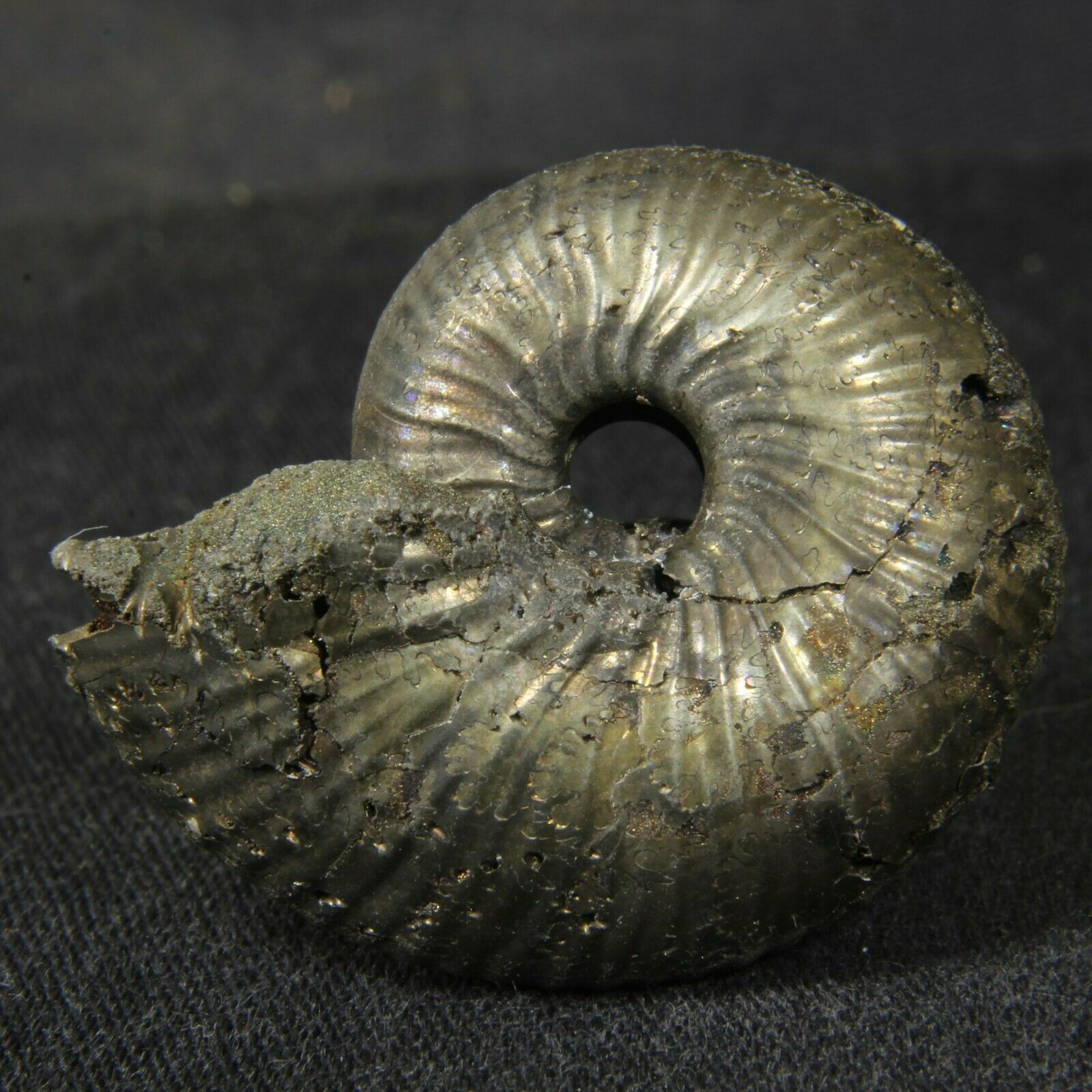 1. 3in/3. 4cm Shine Pyrite Ammonite Funiferites Jurassic Fossil Russia ...