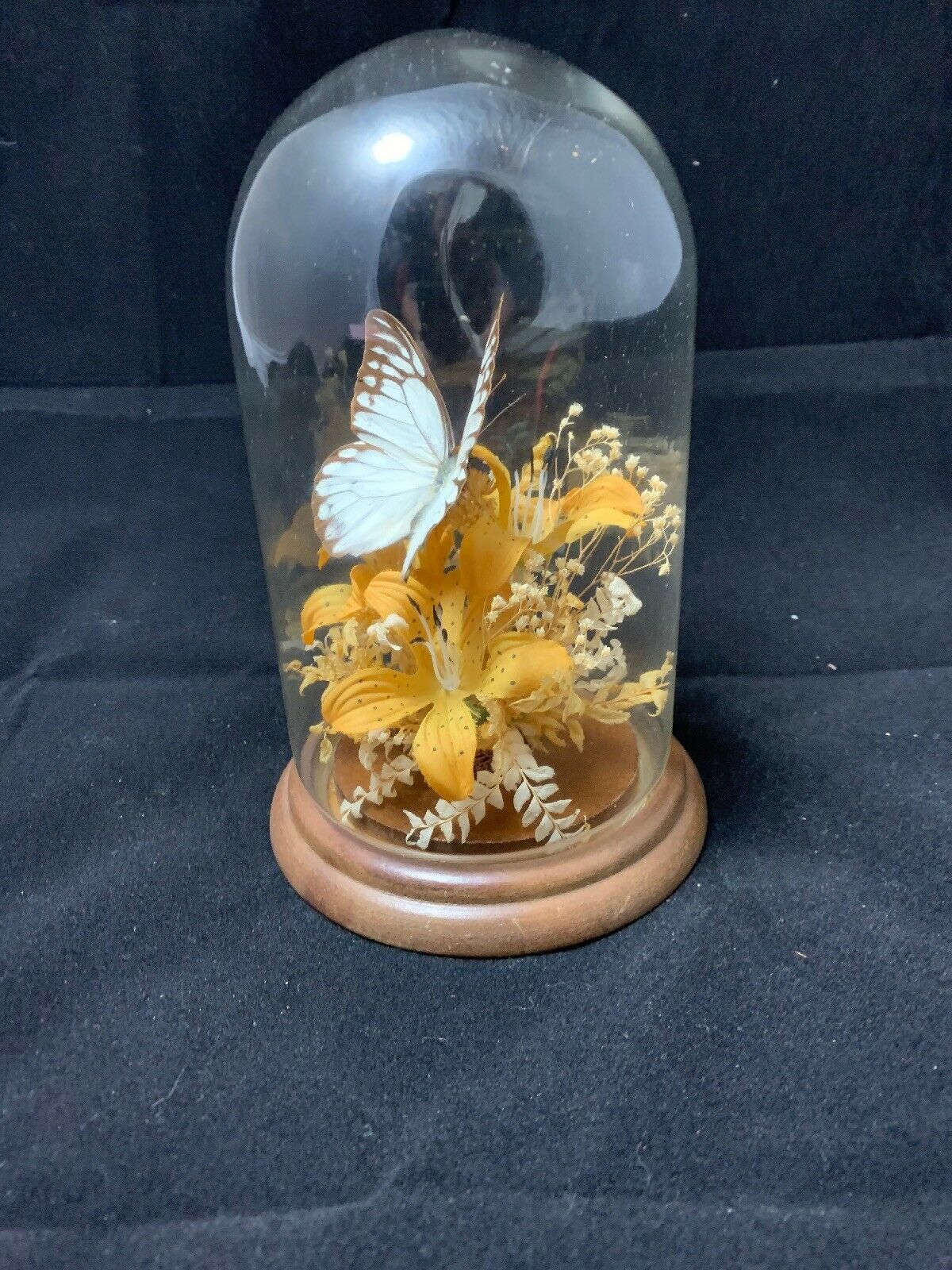 Vintage Creco Trading Corp Butterfly Taxidermy Display Glass Dome ...