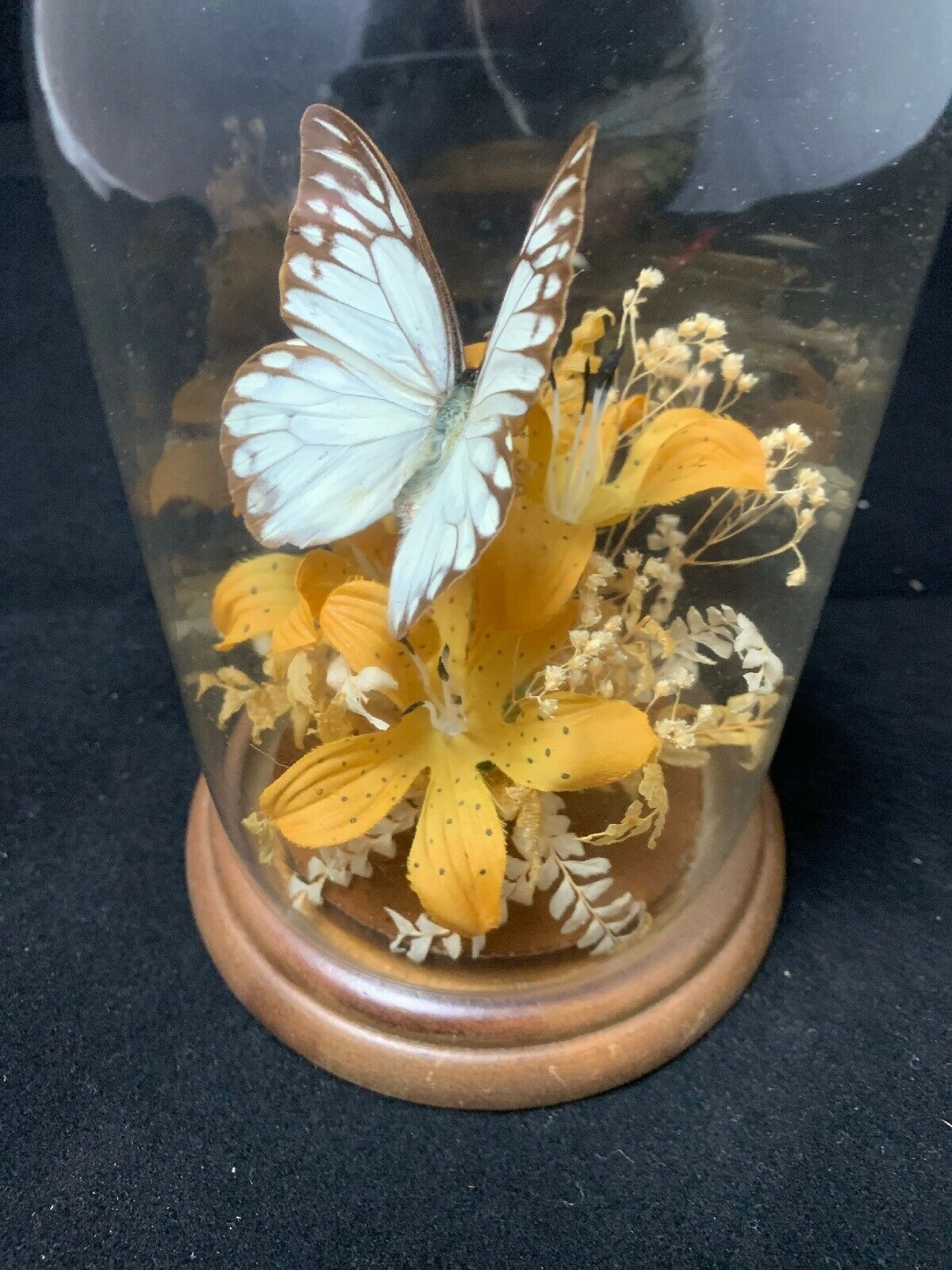 Vintage Creco Trading Corp Butterfly Taxidermy Display Glass Dome ...