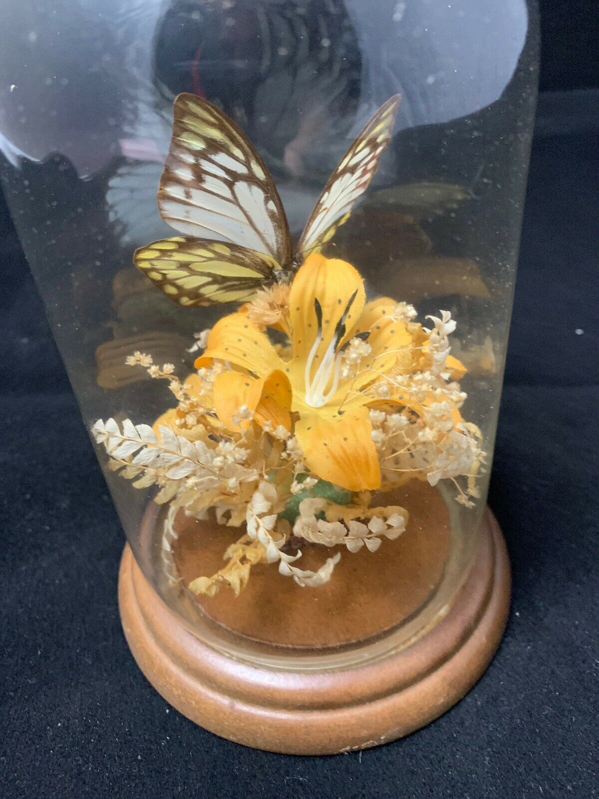 Vintage Creco Trading Corp Butterfly Taxidermy Display Glass Dome ...