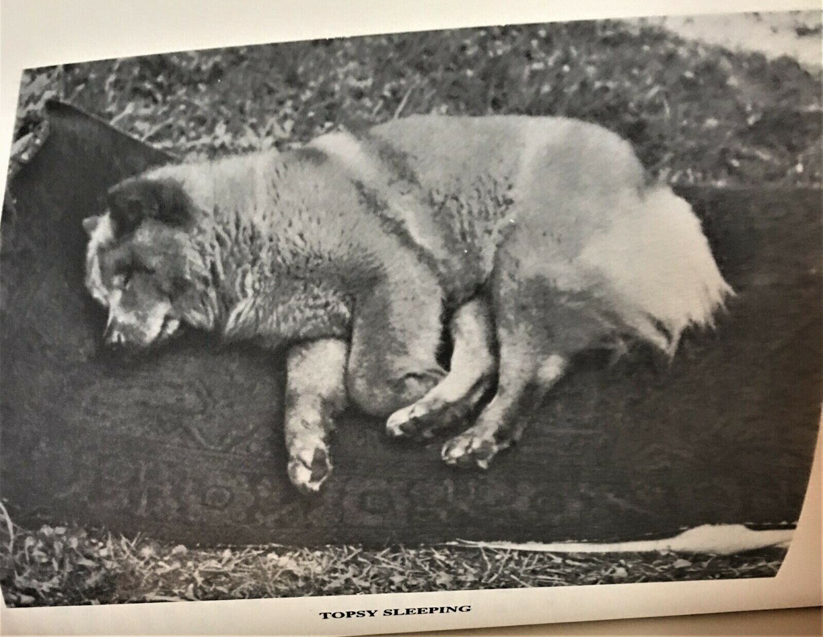 TOPSY, THE STORY OF A GOLDEN HAIRED CHOW MARIE BONAPARTE CHOW CHOW DOG ...