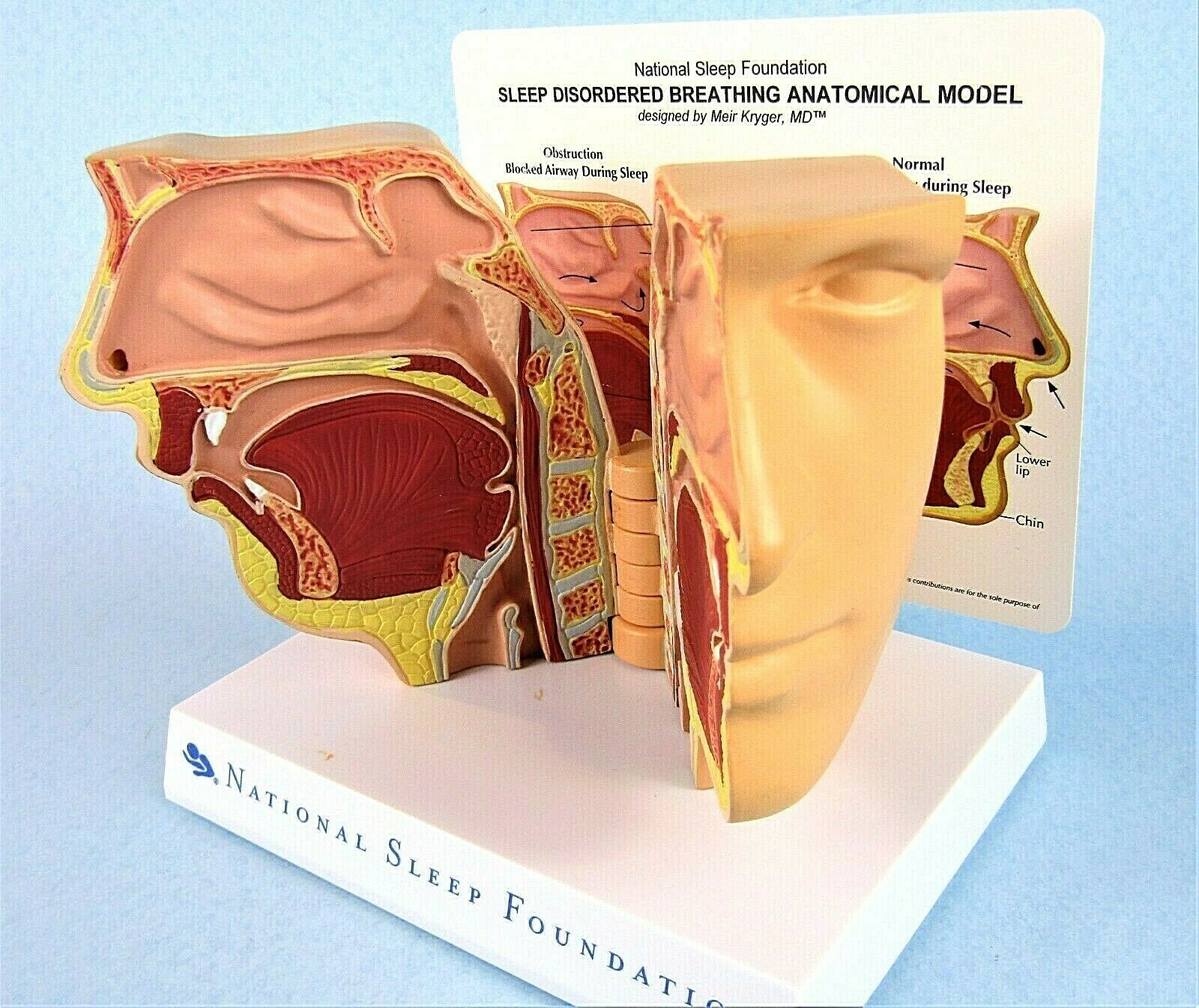 SLEEP APNEA ANATOMICAL MODEL HINGED HUMAN HEAD PHARYNX GPI ANATOMICALS ...