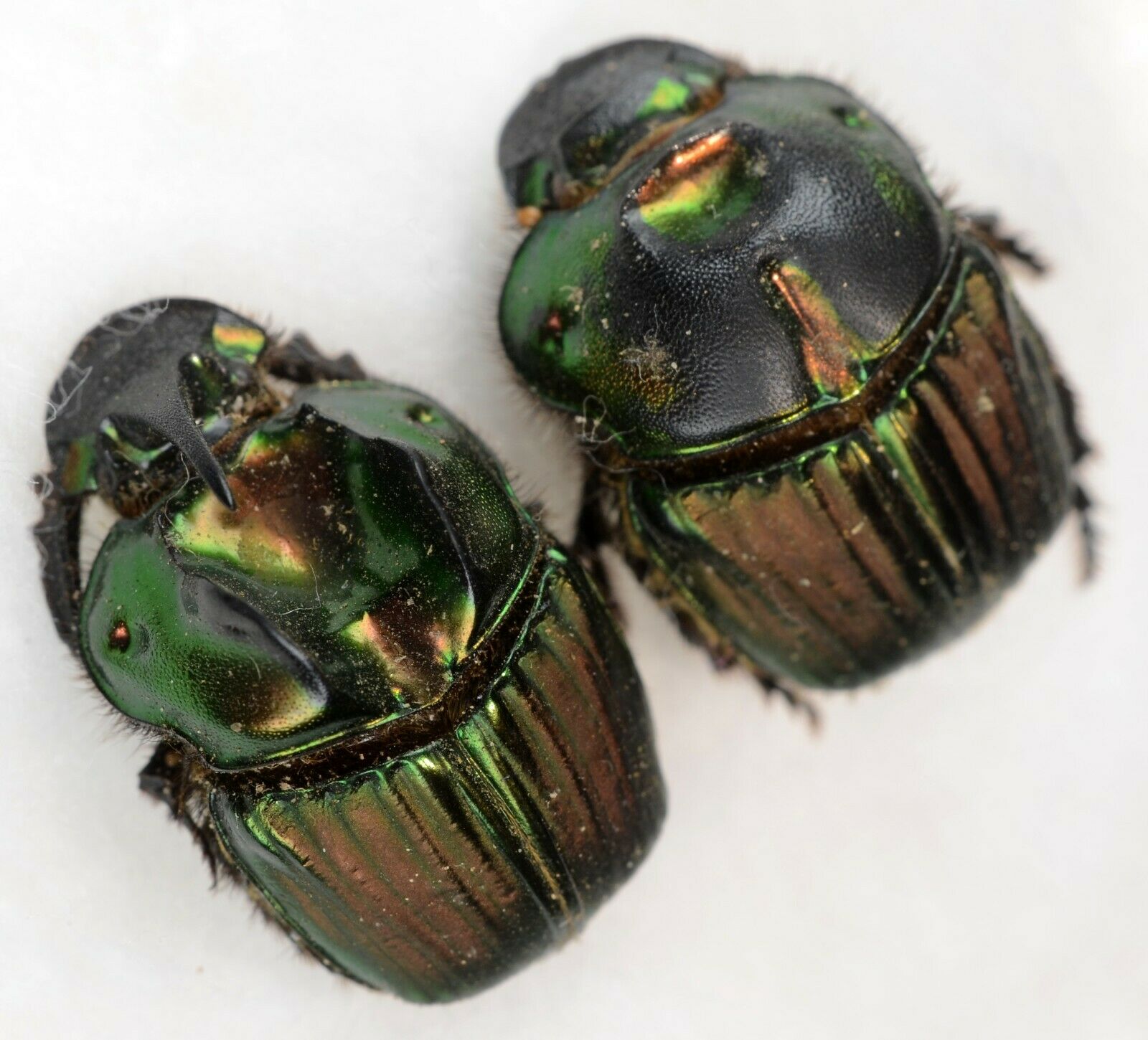 Phanaeus Menelas PAIR From Argentina Coleoptera Scarabaeidae ...
