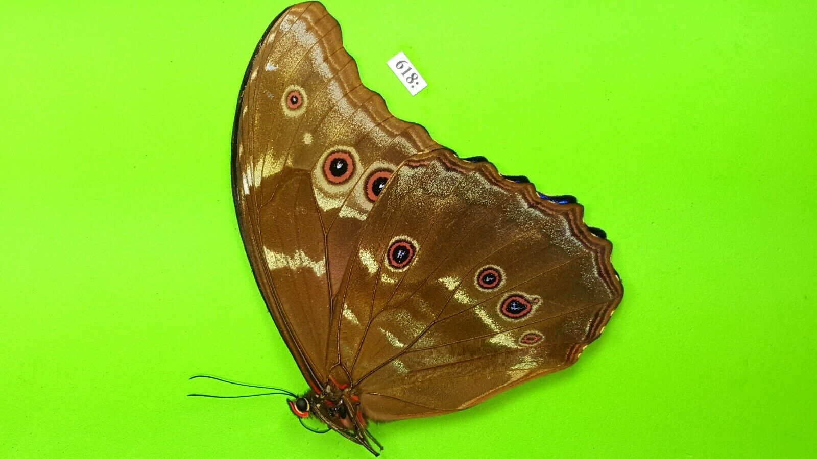 MORPHIDAE Morpho Menelaus Didius MALE From PERU | #14155826