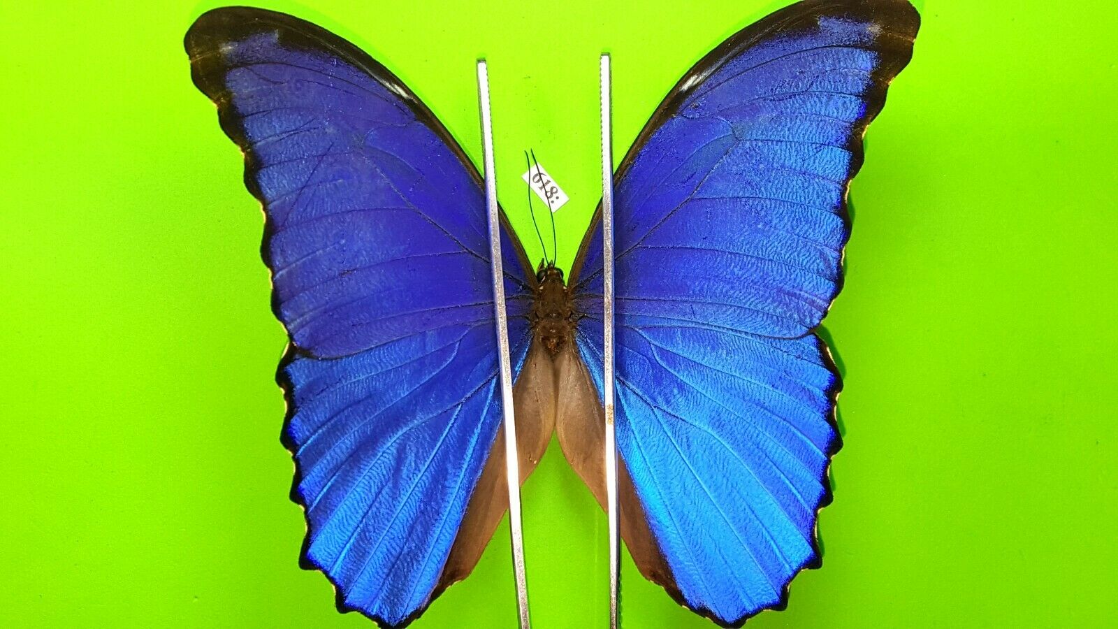 MORPHIDAE Morpho Menelaus Didius MALE From PERU | #14155826