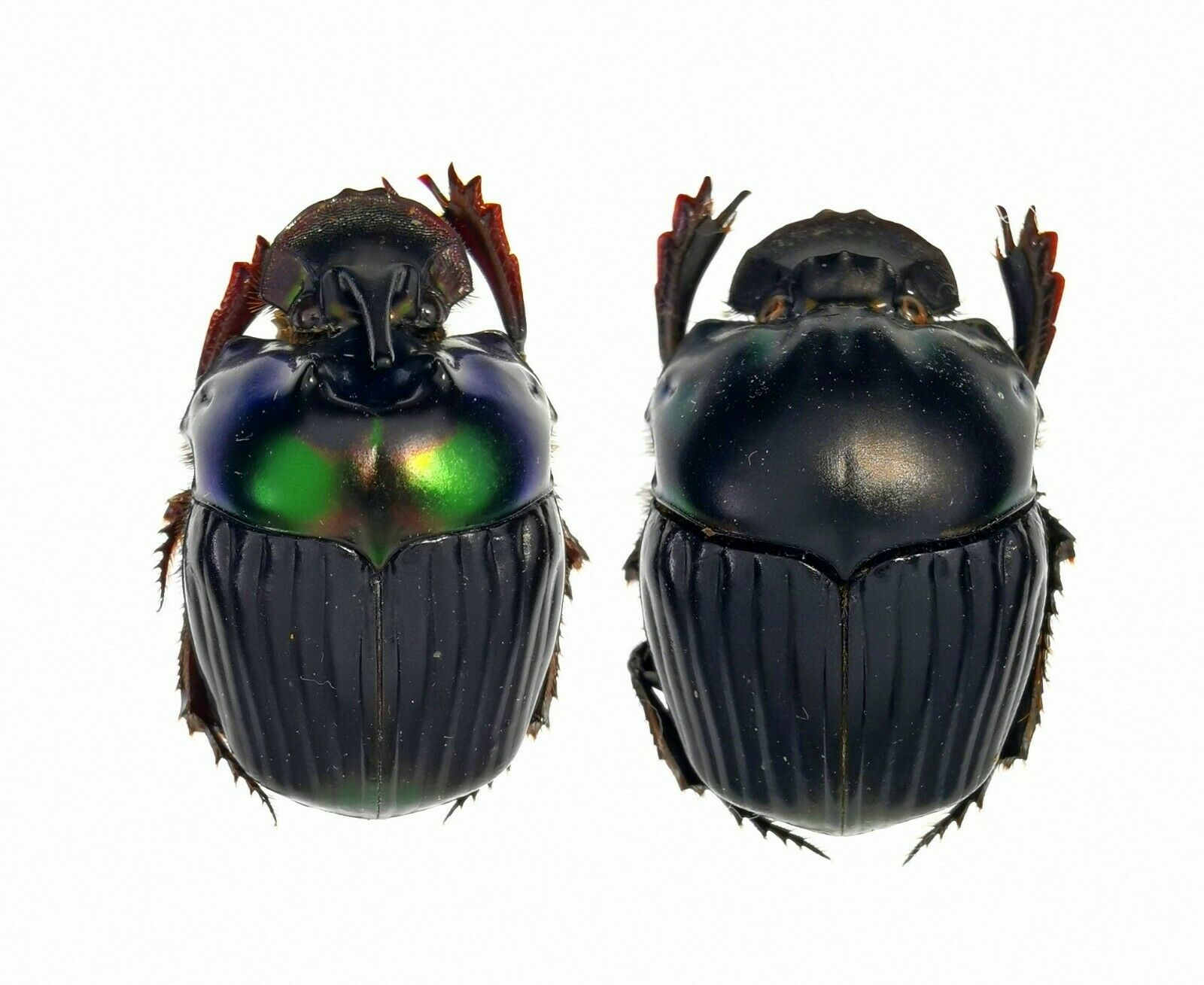 Insect Beetles Scarabaeidae Scarabaeinae Sp. Peru | #14079192