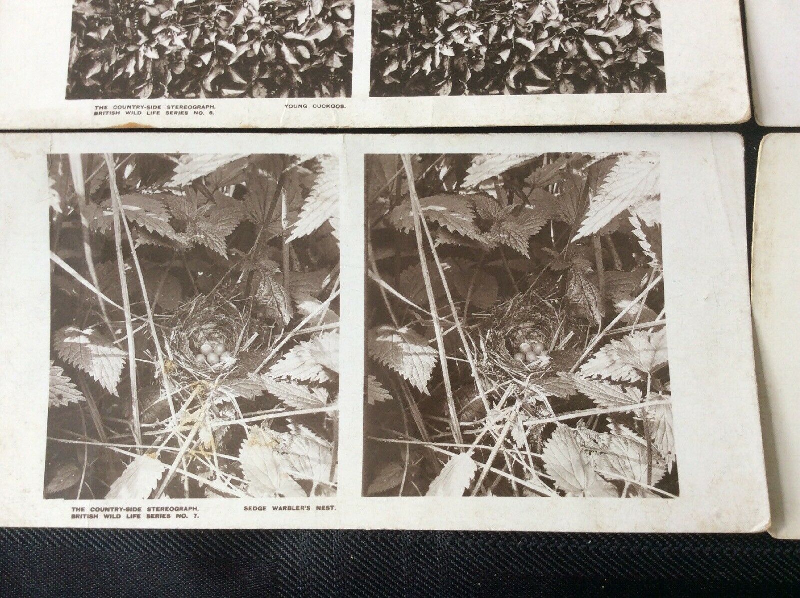 FOUR VINTAGE STEREO GRAPHIC THE COUNTRYSIDE PHOTOS BRITISH WILD LIFE ...